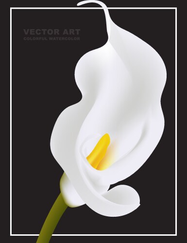 Calla Vector Images (over 2,600)