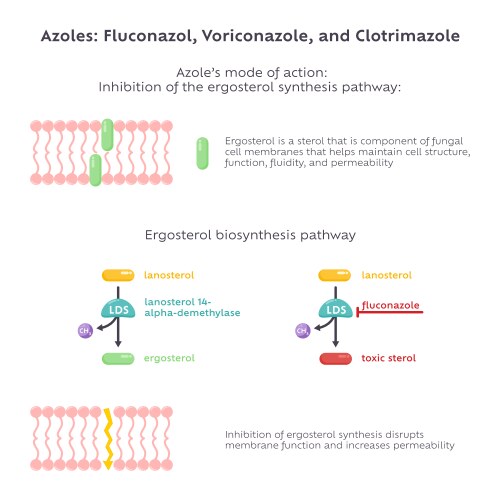 Fungal Cell Vector Images (over 150)