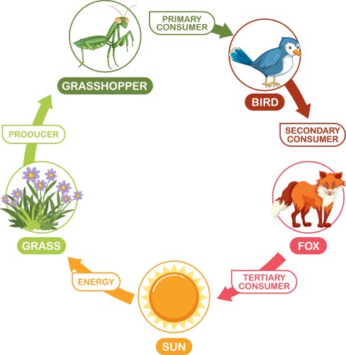 Depicts a simple food chain with animals Vector Image