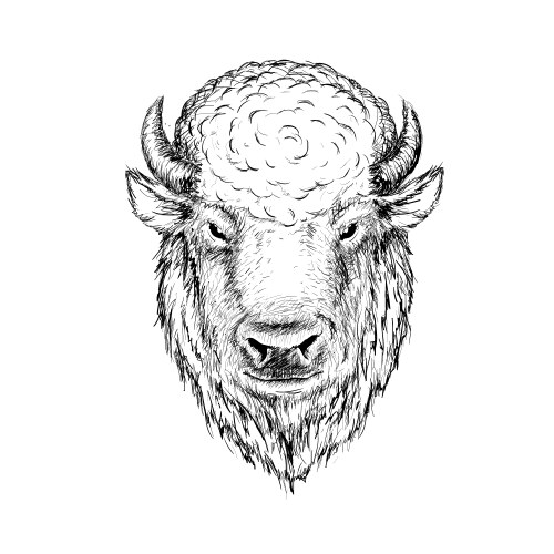 Buffalo Vector Images (over 46,000)