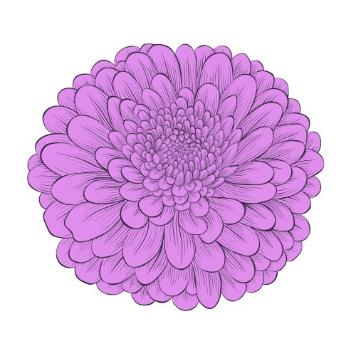 Chrysanthemum Vector Images (over 10,000)