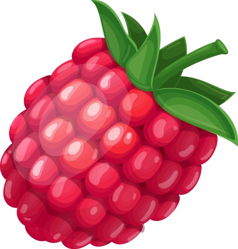 Raspberry isolated Royalty Free Vector Image - VectorStock