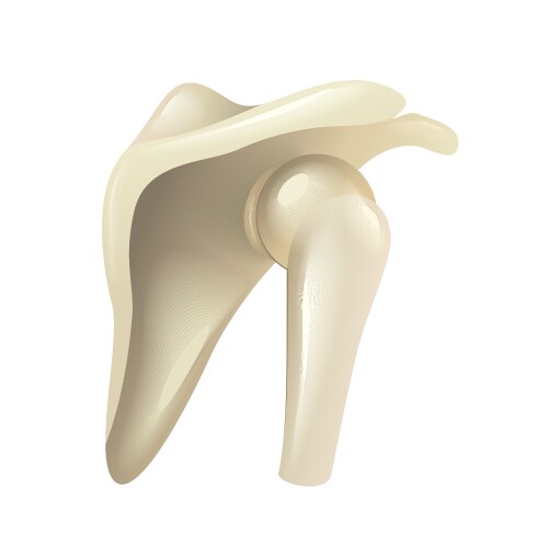 Shoulder Joint