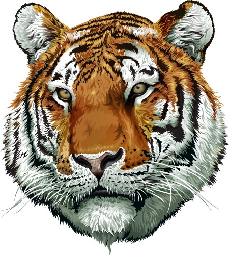 Tiger Face Vector Images (over 22,000)