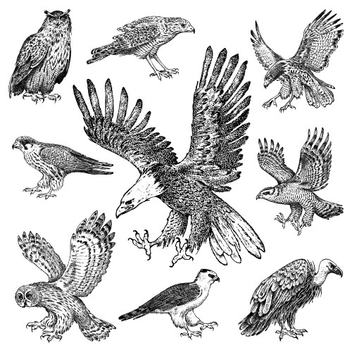 Bird Vector Images (over 620,000)