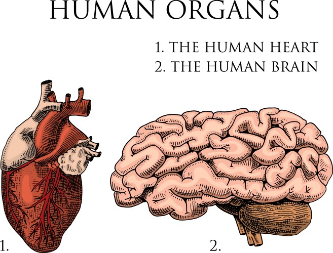 Human biology organs anatomy Royalty Free Vector Image