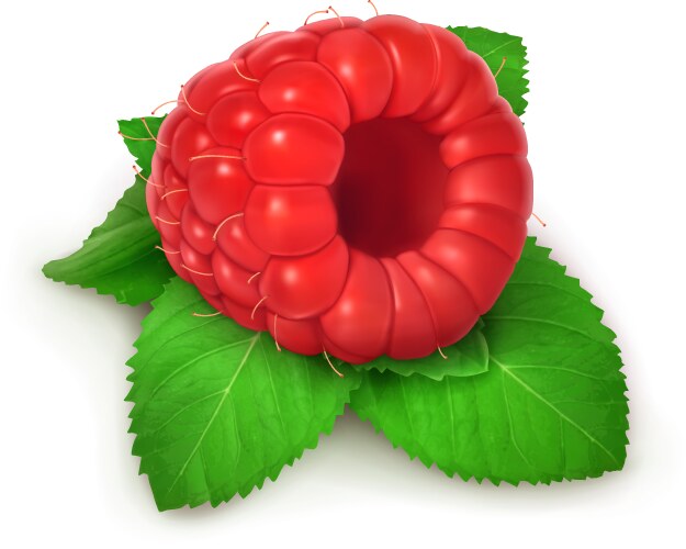 Mint Vector Images (over 58,000)