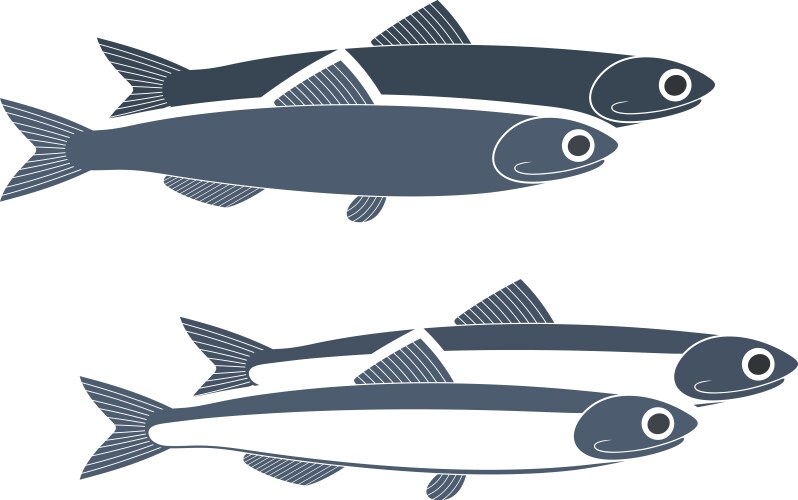 Anchovy fish peruvian Royalty Free Vector Image