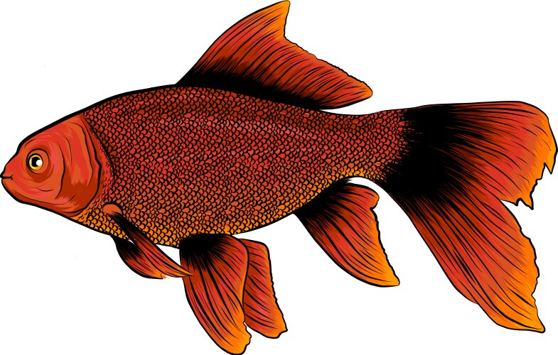 Red Drum Fish Vector Images (over 170)