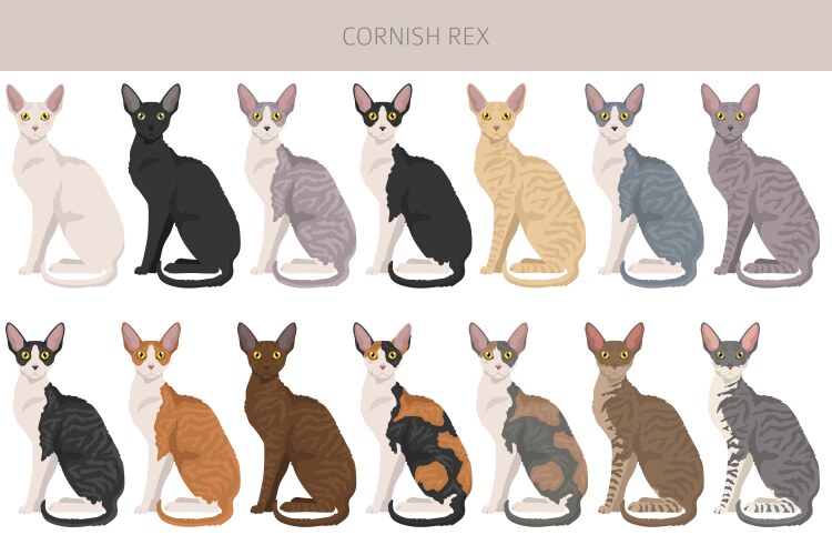 Devon rex cat clipart all coat colors set Vector Image