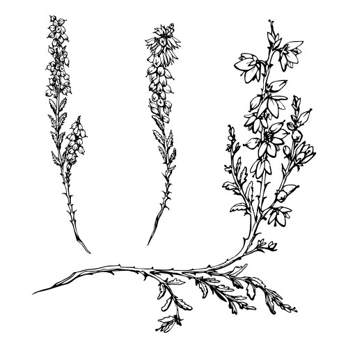 Heather Vector Images (over 1,000)