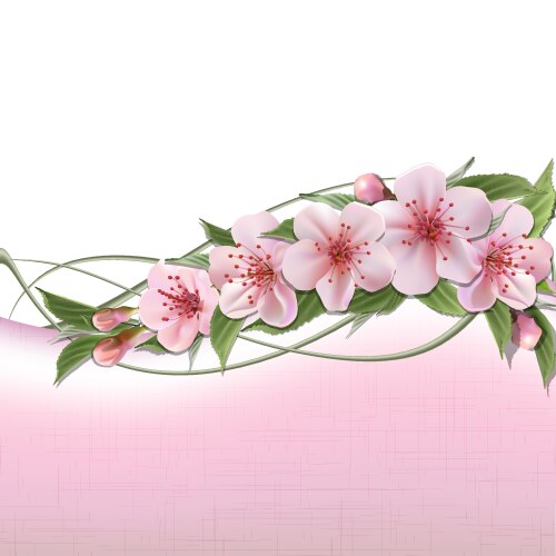 Spring background with white cherry flowers Vector Image