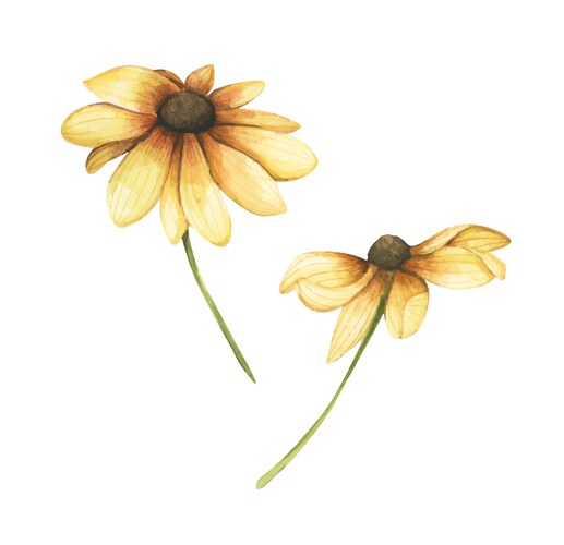 Watercolor wildflower collection botanical spring Vector Image