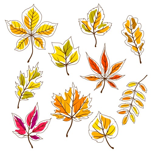 Gum Tree Leaves Vector Images (over 280)
