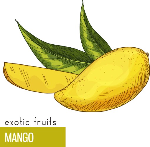Mango Vector Images (over 22,000)