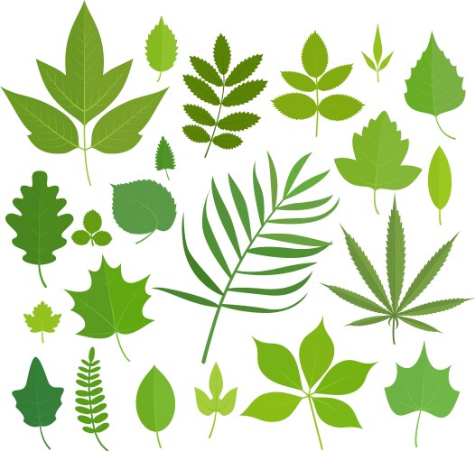 Set of tree leaves Royalty Free Vector Image - VectorStock