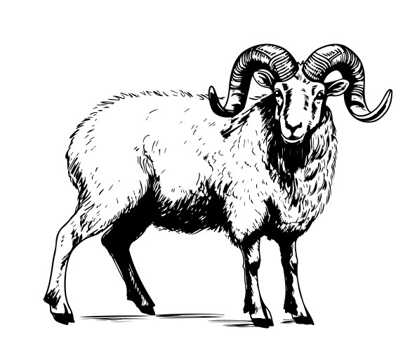 Ram Sketch Vector Images (over 2,400)