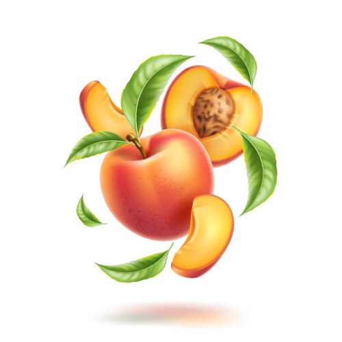 Peach Vector Images (over 40,000)