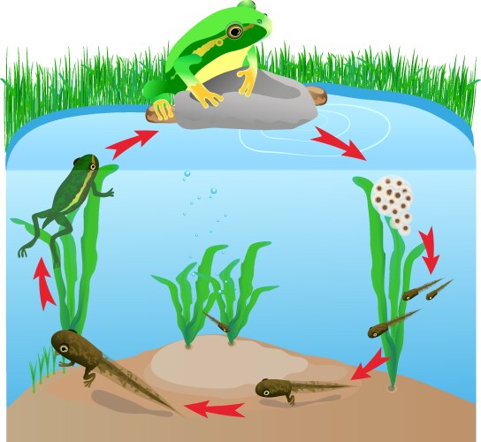 Frog Life Cycle in Pond Royalty Free Vector Image