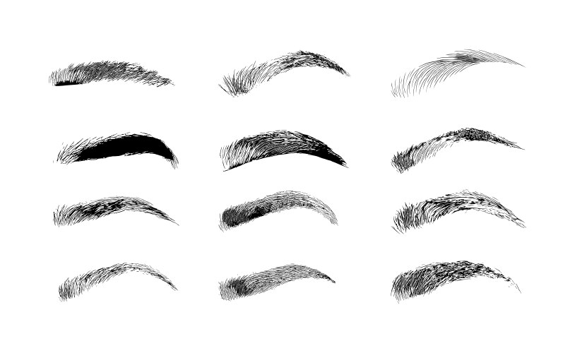 Set of female eyebrows in different shapes Vector Image