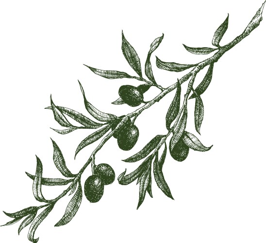 Branch Vector Images (over 690,000)