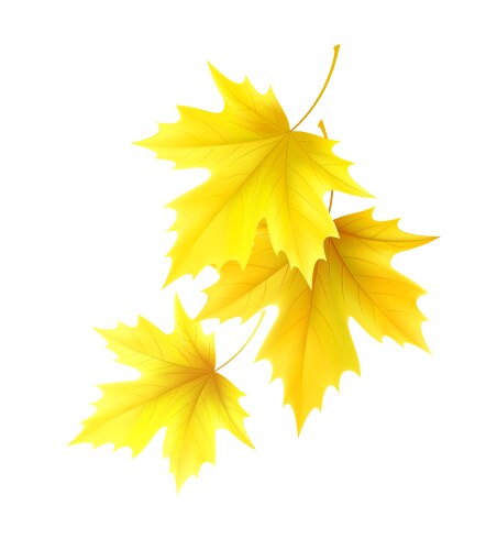 Bouquet fallen autumn leaves Royalty Free Vector Image