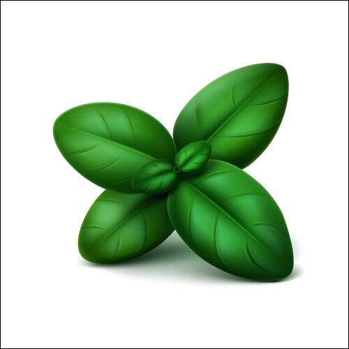 Basil leaves isolated on white Royalty Free Vector Image