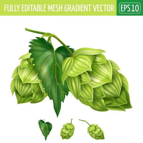 Hops Vector Images (over 52,000)