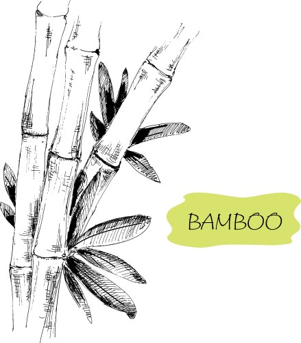 Bamboo Vector Images (over 44,000)