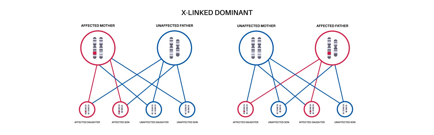 Dominant inheritance pattern Royalty Free Vector Image Dominant inheritance pattern Royalty Free Vector Image