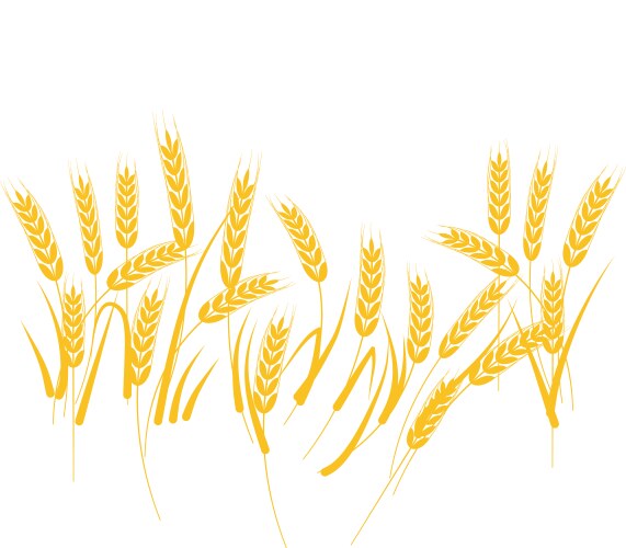 Grain rye wheat - background banner Royalty Free Vector