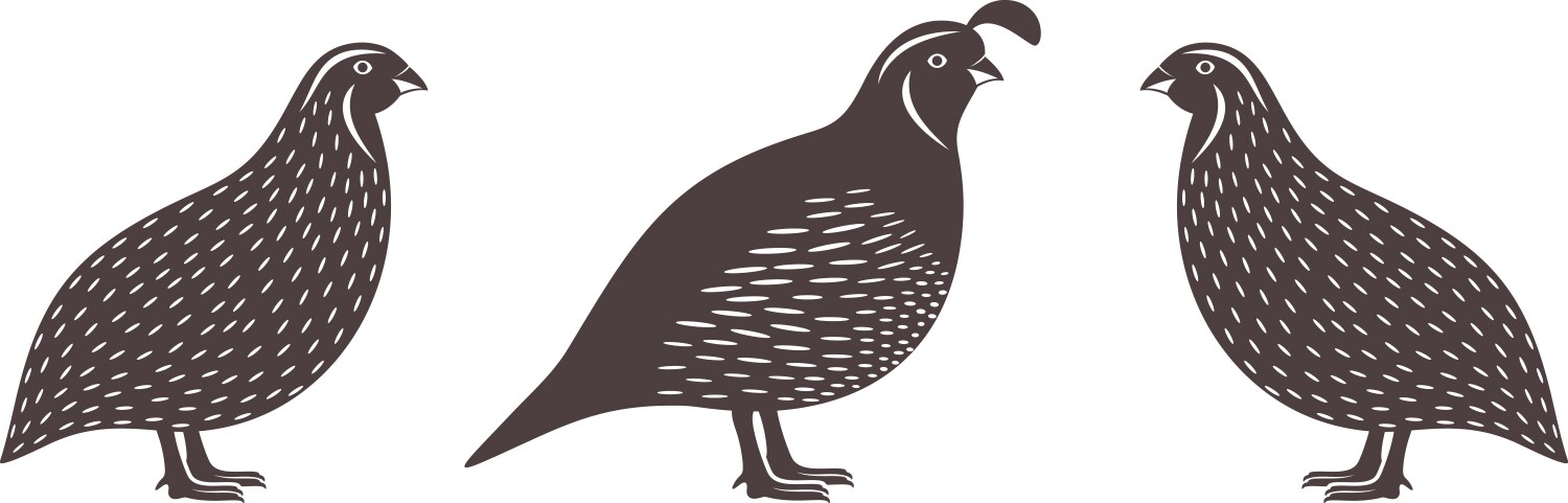 Quail Royalty Free Vector Image - VectorStock
