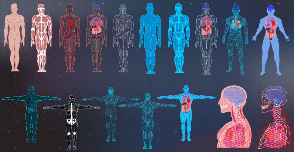Medical infographic hud ui concept of body scan Vector Image