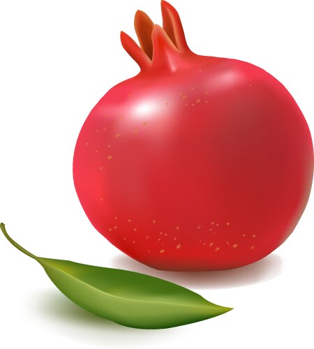 Pomegranate Vector Images (over 20,000)