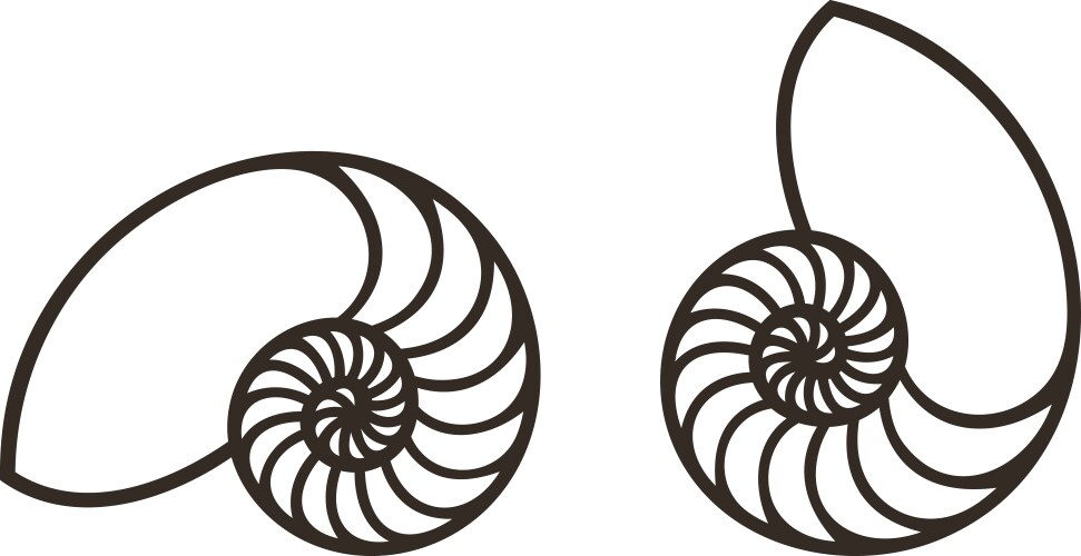 Antique engraving nautilus shell hand draw Vector Image Antique engraving nautilus shell hand draw Vector Image
