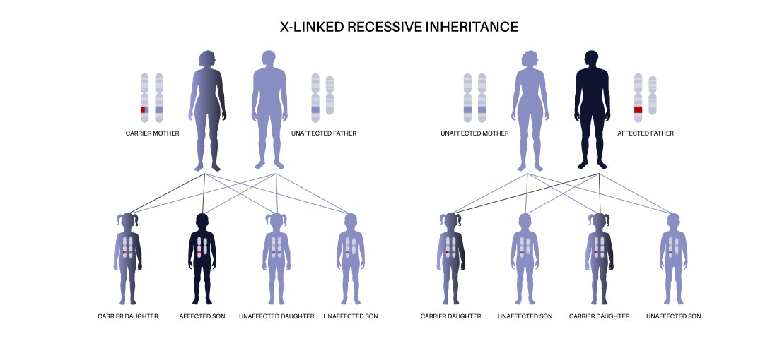 X linked recessive inheritance Royalty Free Vector Image