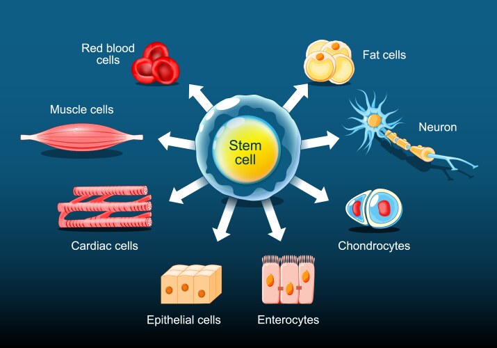Stem Vector Images (over 140,000)