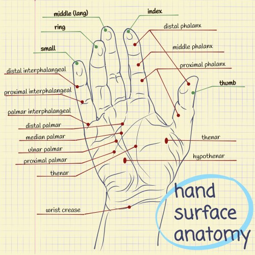Anatomy of hand wrist structure medical science Vector Image