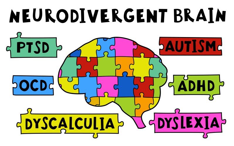 Neurotypical and neurodivergent brains human mind Vector Image