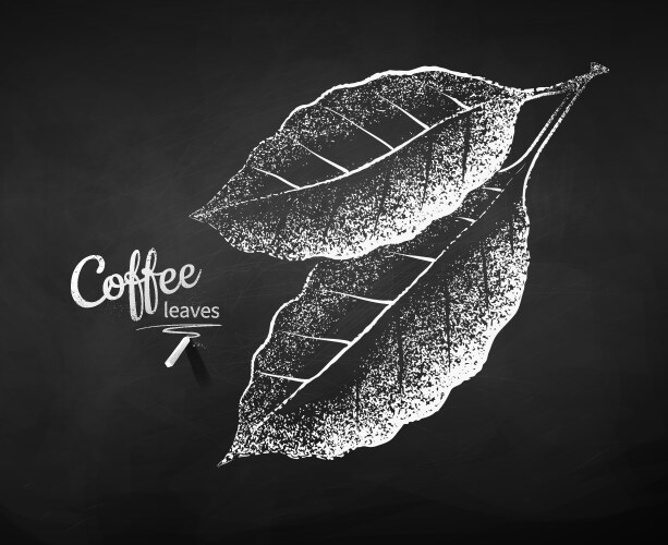 Coffee Leaf Sketch Vector Images (over 2,500)