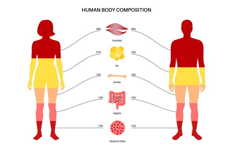 Human body composition Royalty Free Vector Image