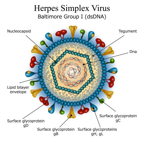 Diagram of hepatitis b virus particle structure Vector Image