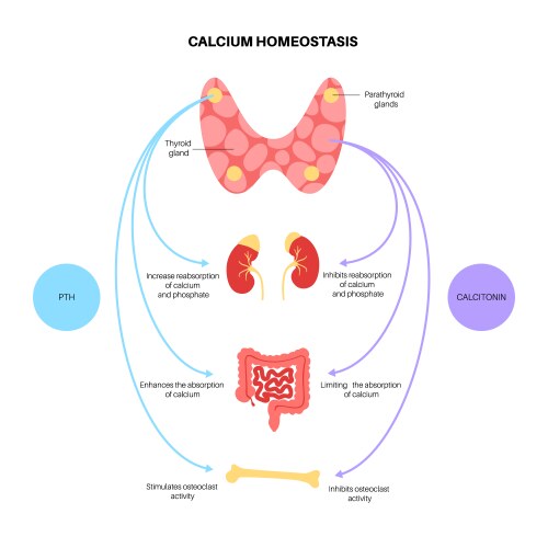 Calcium homeostasis diagram Royalty Free Vector Image