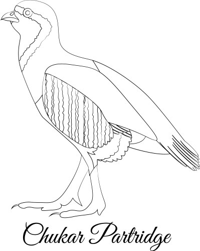 Chukar Vector Images (13)