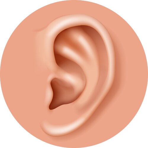 Ear Vector Images (over 200,000)