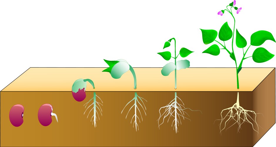 Germination seed in flower pot cross section with Vector Image