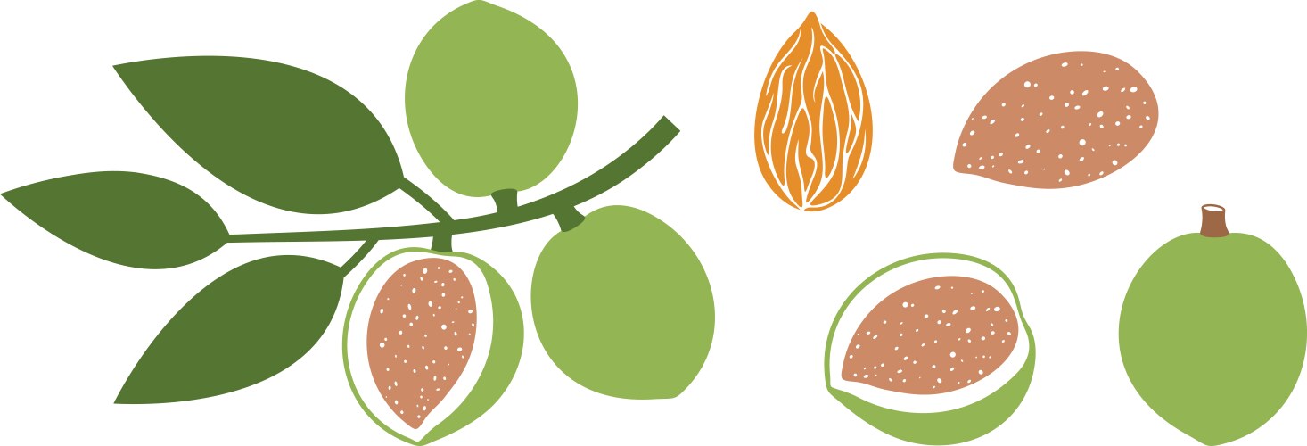 Almond icon Royalty Free Vector Image - VectorStock
