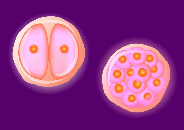 Egg cell structure diagram medical science Vector Image