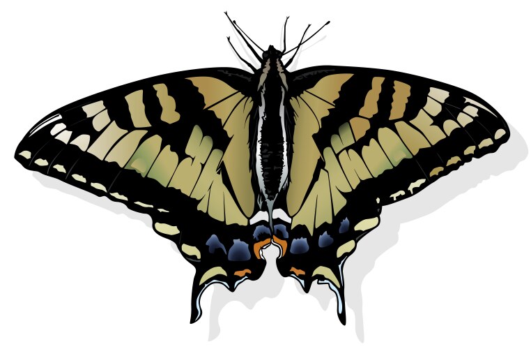 Swallowtail butterfly Royalty Free Vector Image