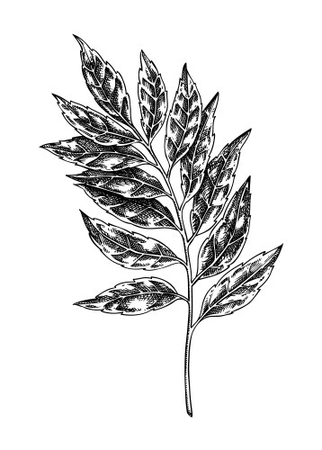 Curry plant leaves sketch kitchen spice drawing Vector Image